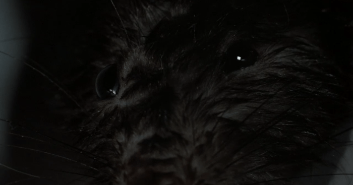 OF UNKNOWN ORIGIN: The Rat Race’s Modern Destruction – Father Son Holy Gore